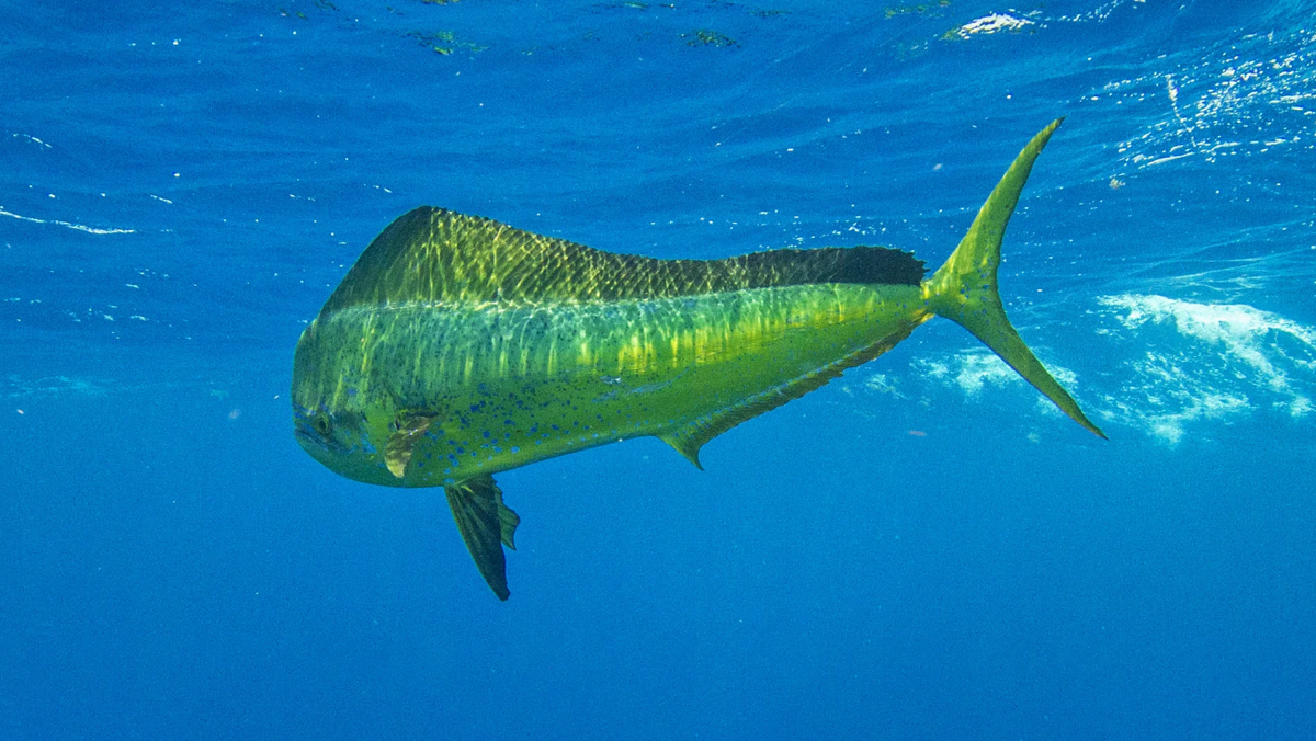 SPECIES PROFILE: The Brilliant Mahi-Mahi – Pelagic NZ